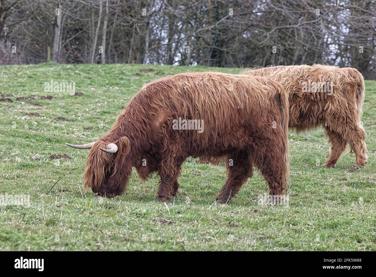 Long-haired Highland Cattle Stock Photo - Alamy