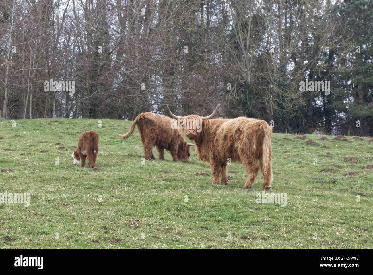 Long-haired Highland Cattle Stock Photo - Alamy