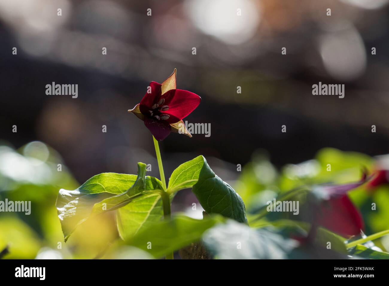 Trillium erectum, the red trillium, also known as wake robin, purple ...