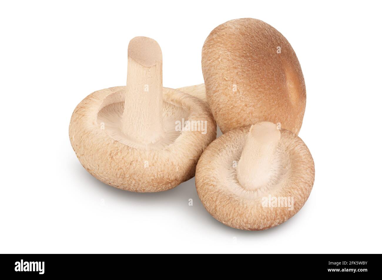 Fresh Shiitake mushroom isolated on white background with clipping path ...