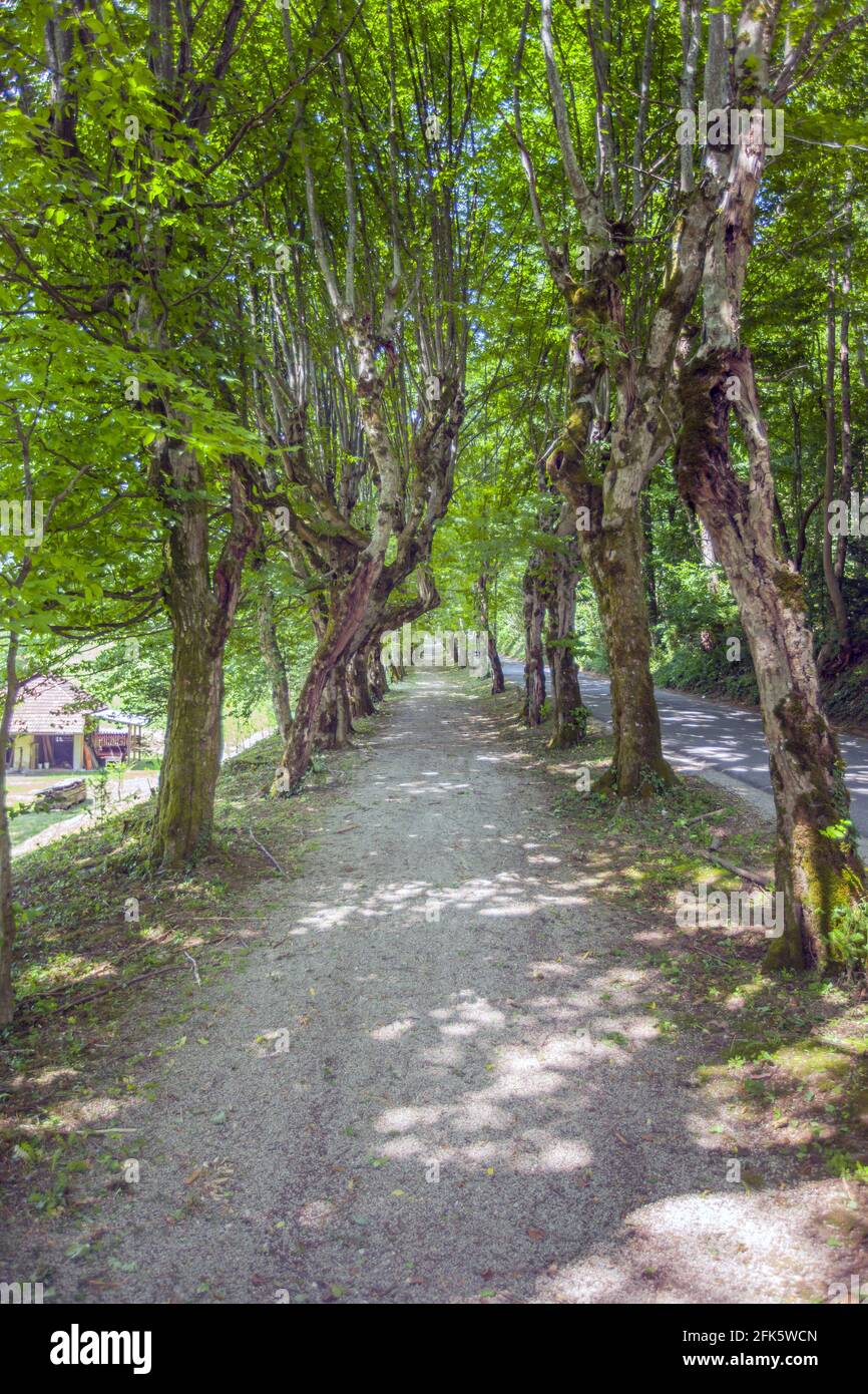 Vertical shot of an empty path surrounded by trees Stock Photo - Alamy
