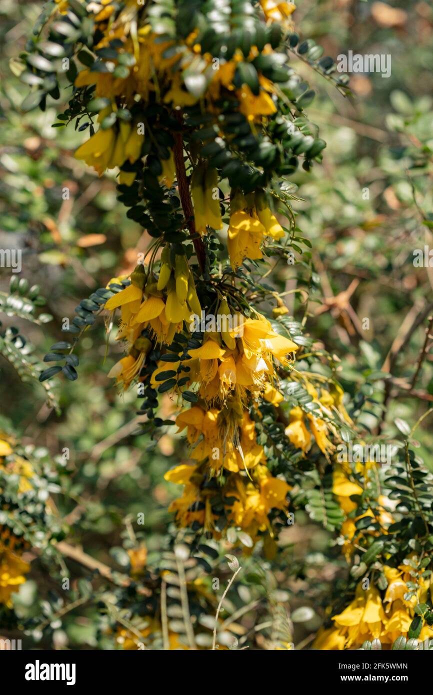 Sophora Sun King = 'Hilsop', kowhai [Sun King], Sophora 'Hilsop ...