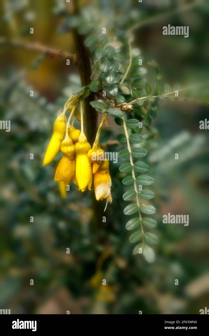 Sophora Sun King = 'Hilsop', kowhai [Sun King], Sophora 'Hilsop ...