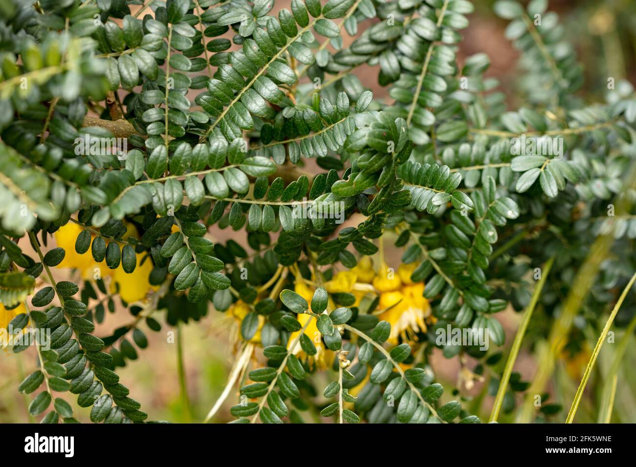 Sophora Sun King = 'Hilsop', kowhai [Sun King], Sophora 'Hilsop ...