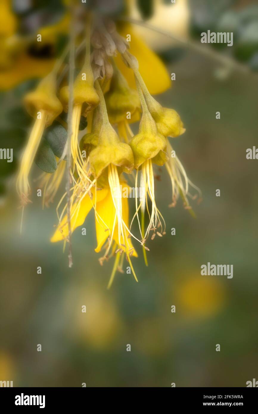 Sophora Sun King = 'Hilsop', kowhai [Sun King], Sophora 'Hilsop ...