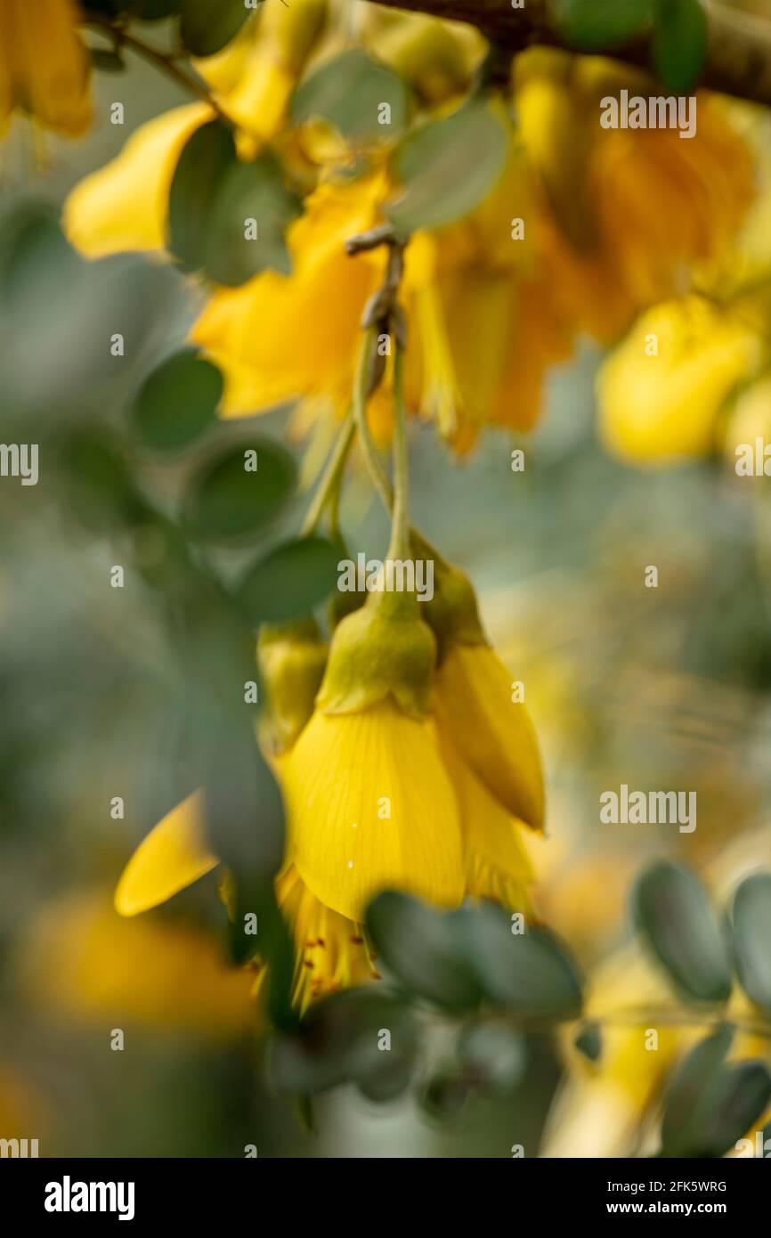 Sophora Sun King = 'Hilsop', kowhai [Sun King], Sophora 'Hilsop ...