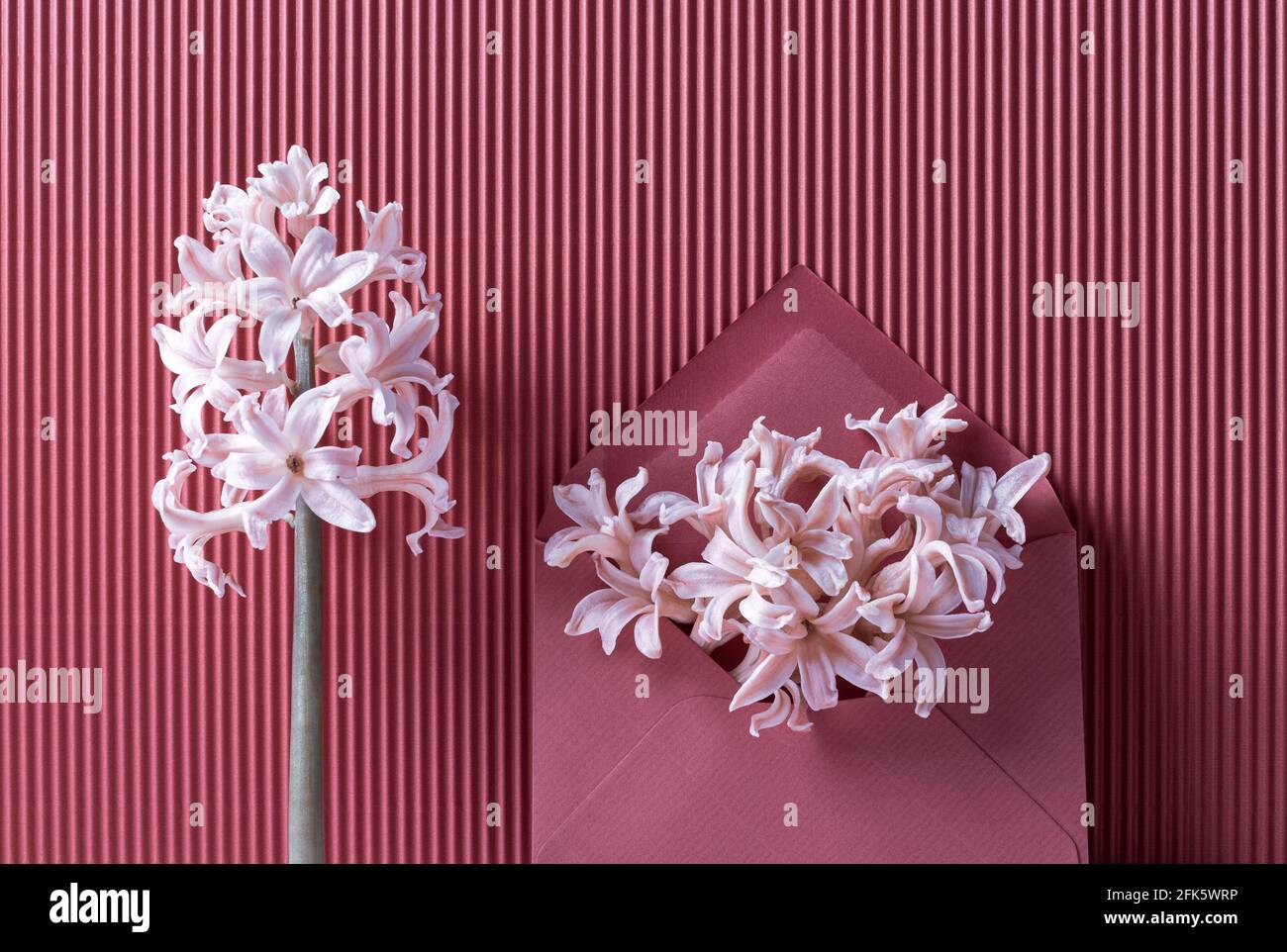 Pink hyacinth flower with envelope on pink striped background. Minimal ...