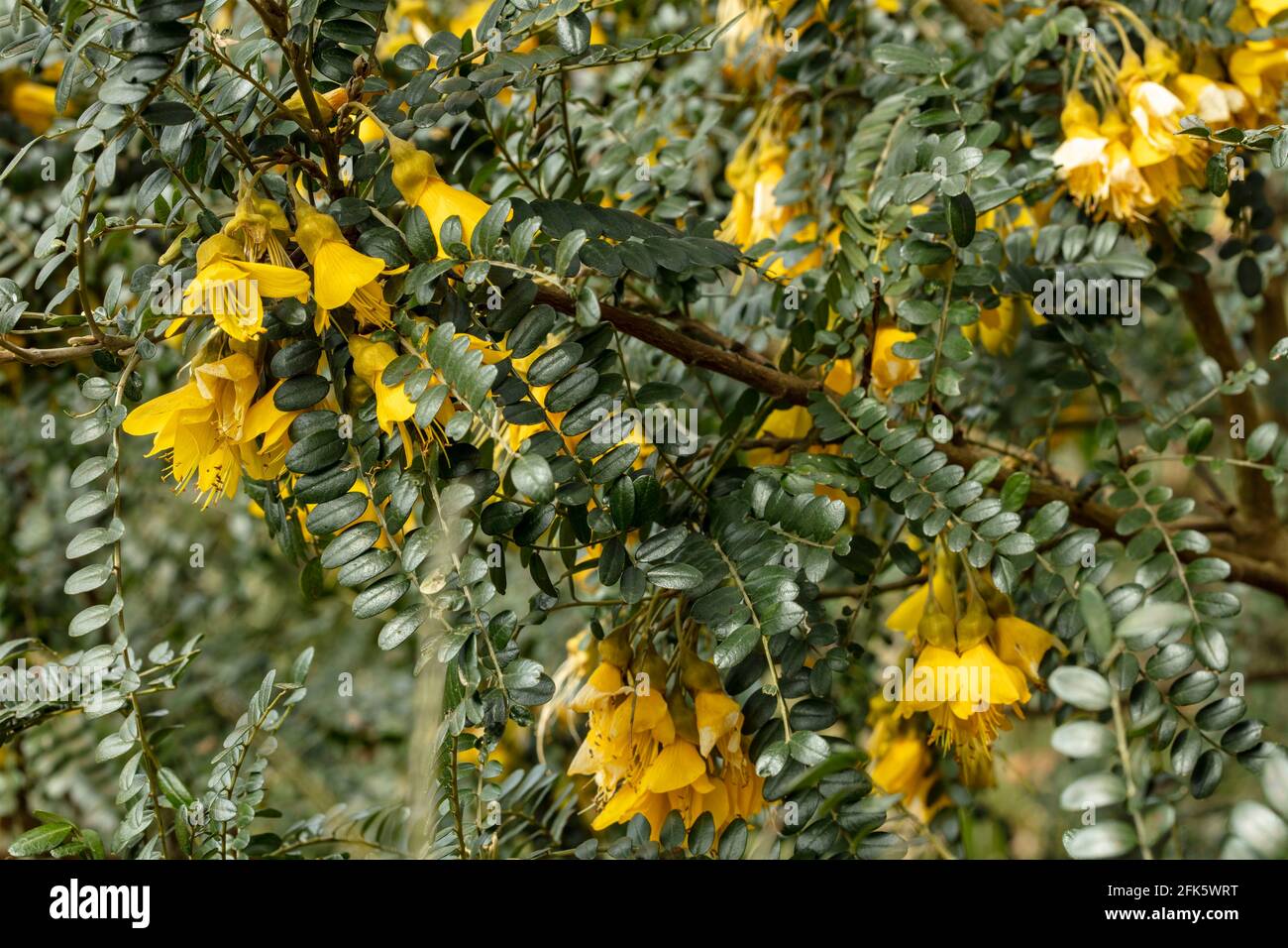 Sophora Sun King = 'Hilsop', kowhai [Sun King], Sophora 'Hilsop ...