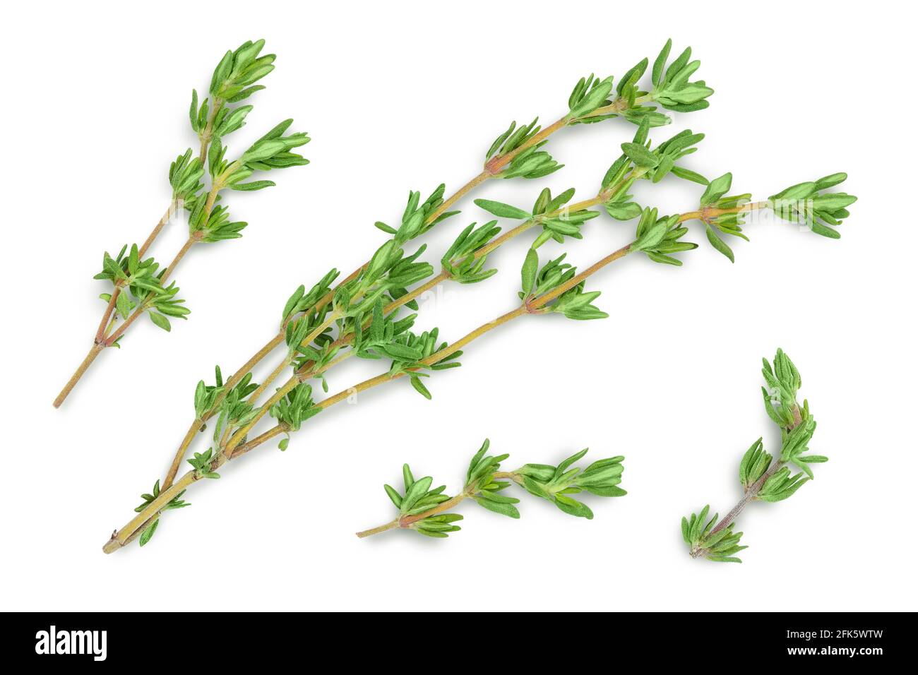 fresh thyme isolated on a white background with clipping path and full ...