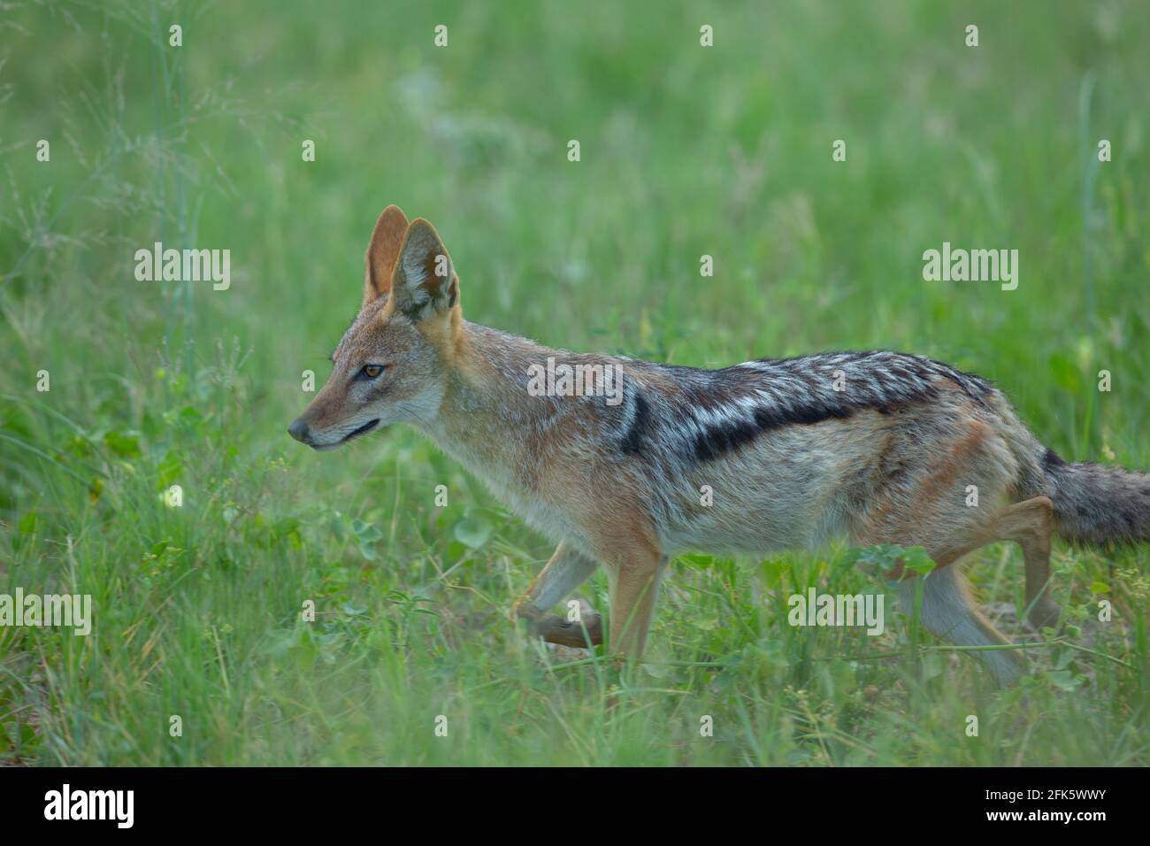Black-backed Jackal (Canis mesomelas). Profile. Side view. Fur, coat ...