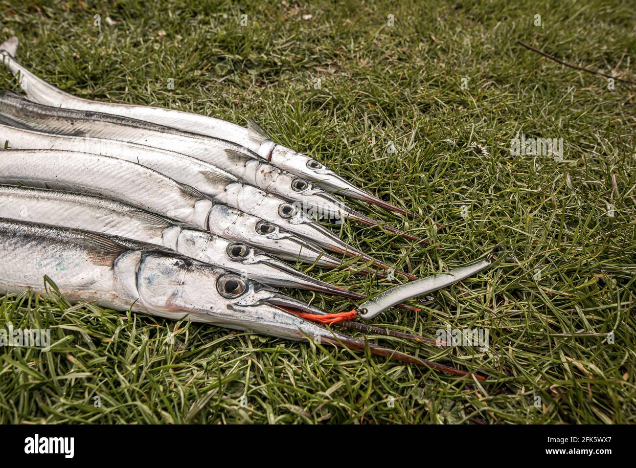 six garfish on a lawn biting the red silk thread of a lure ...