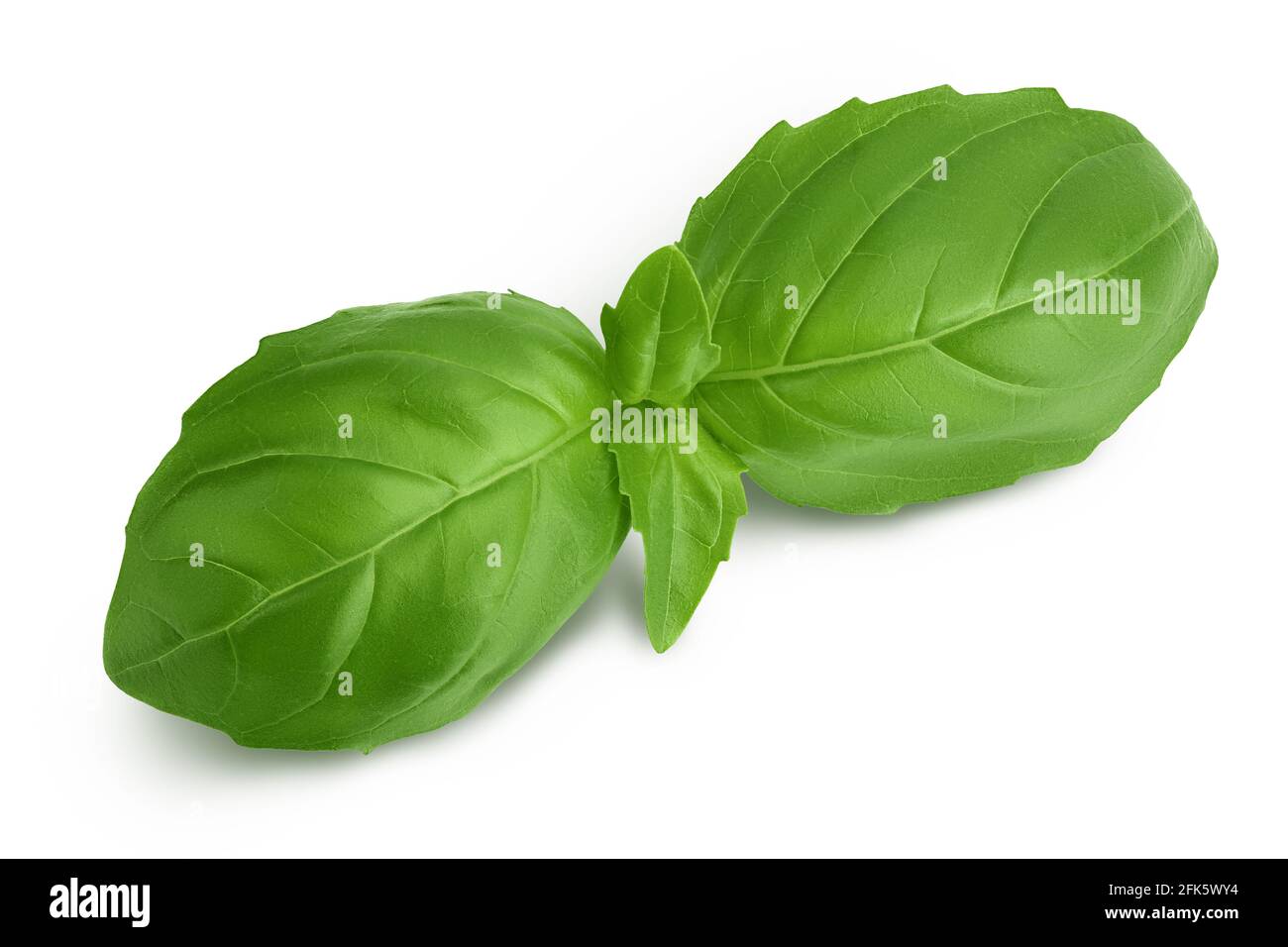 Fresh basil leaf isolated on white background with clipping path and ...