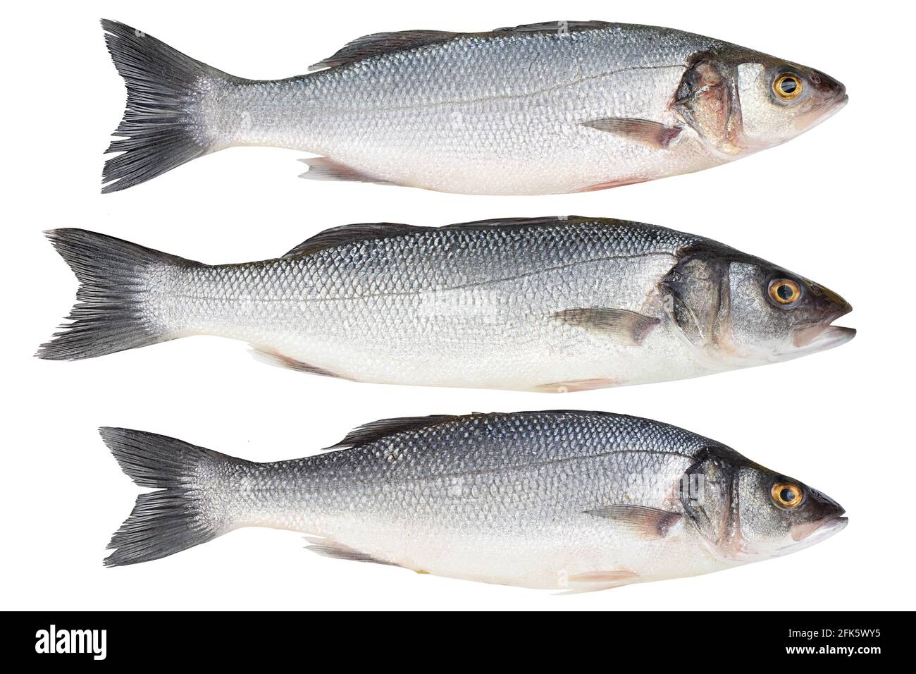 Sea bass fich isolated on white background with clipping path. Top view ...