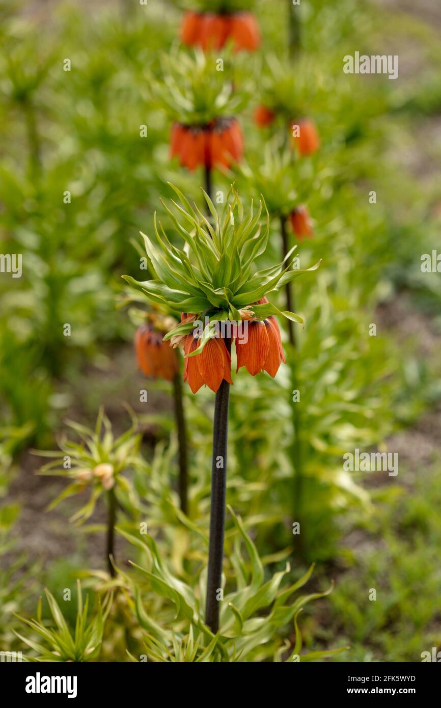 Fritillaria imperialis 'Garland Star', crown imperial 'Garland Star ...