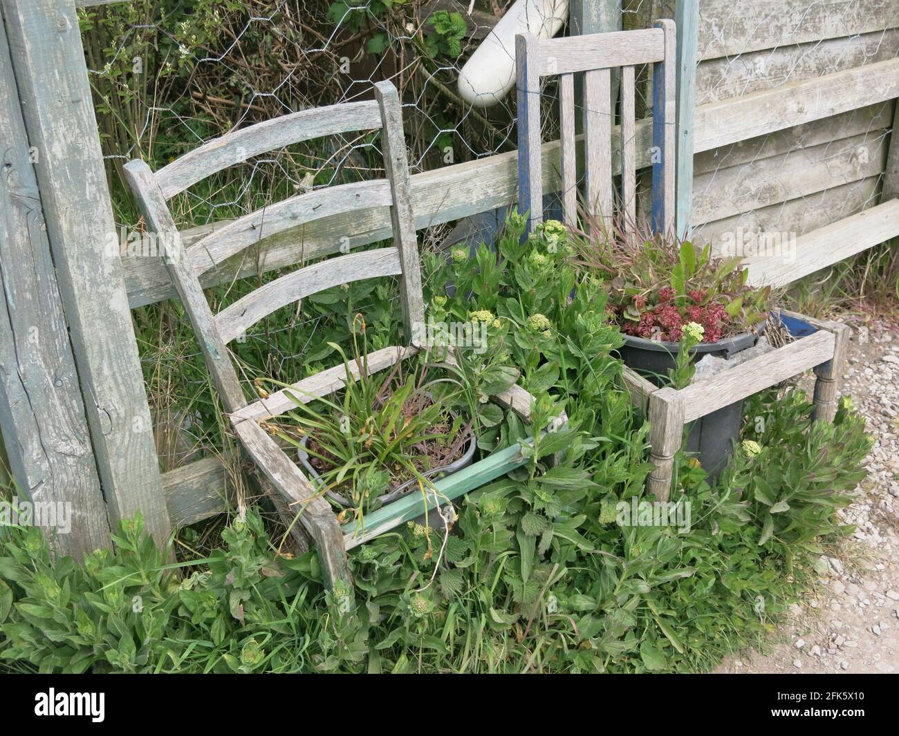 Two old wooden chairs are recycled and used for container gardening ...