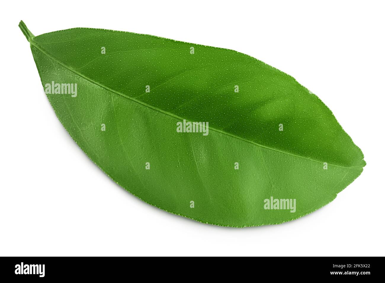 Citrus leaf isolated on white background with clipping path and full ...