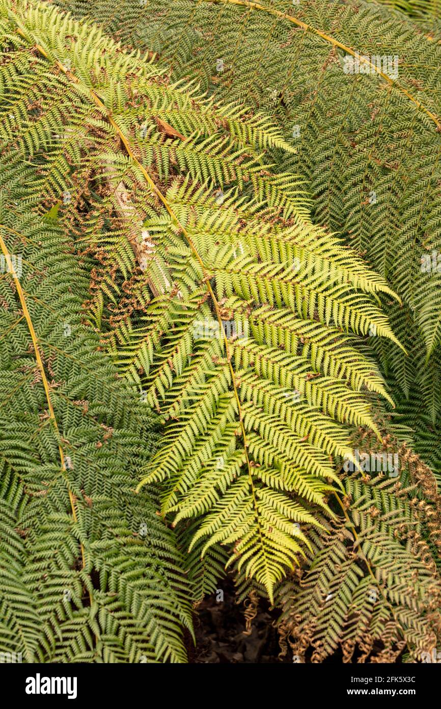 Natural abstract, patterns and textures featuring fern leaves Stock ...