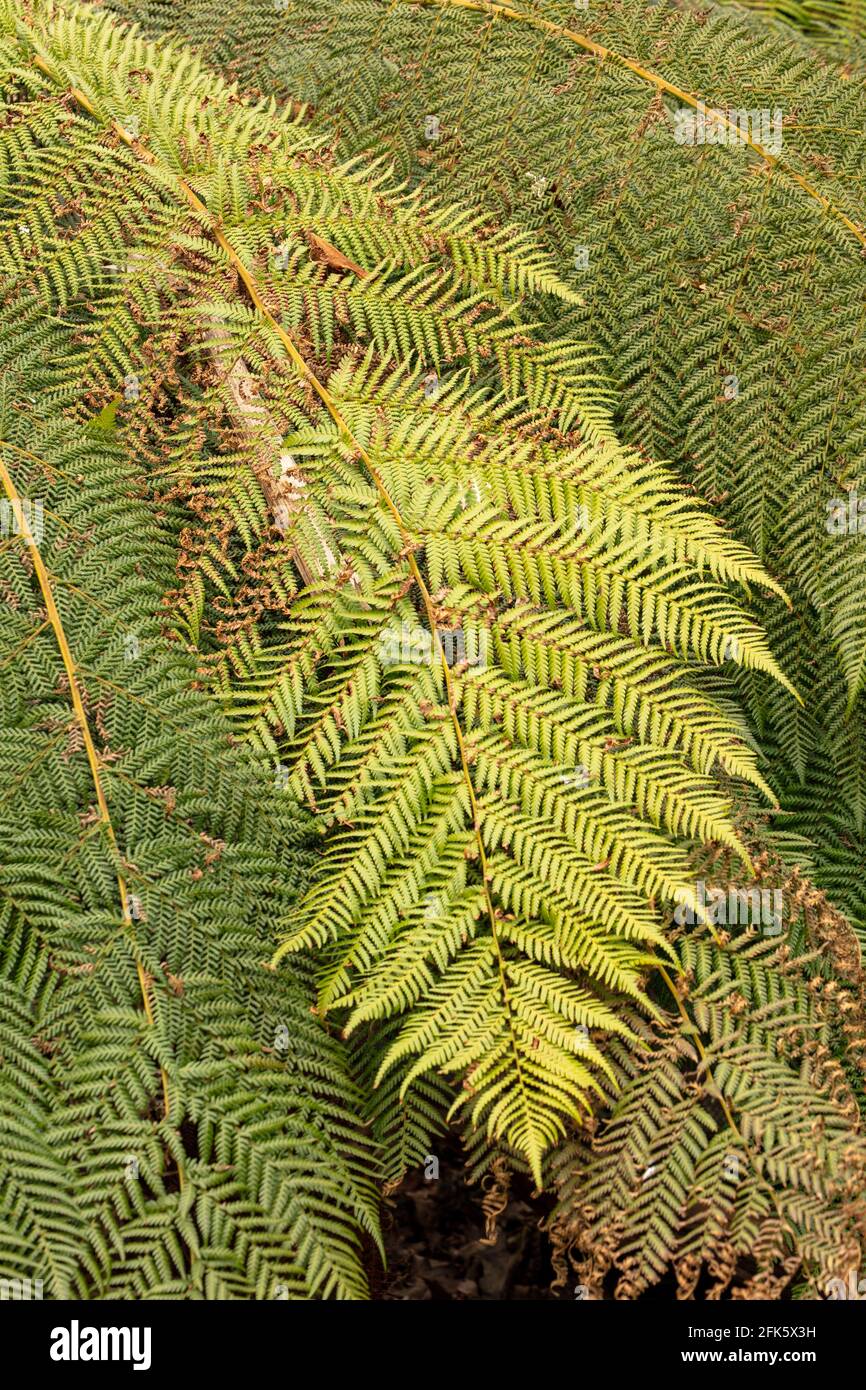 Natural abstract, patterns and textures featuring fern leaves Stock ...