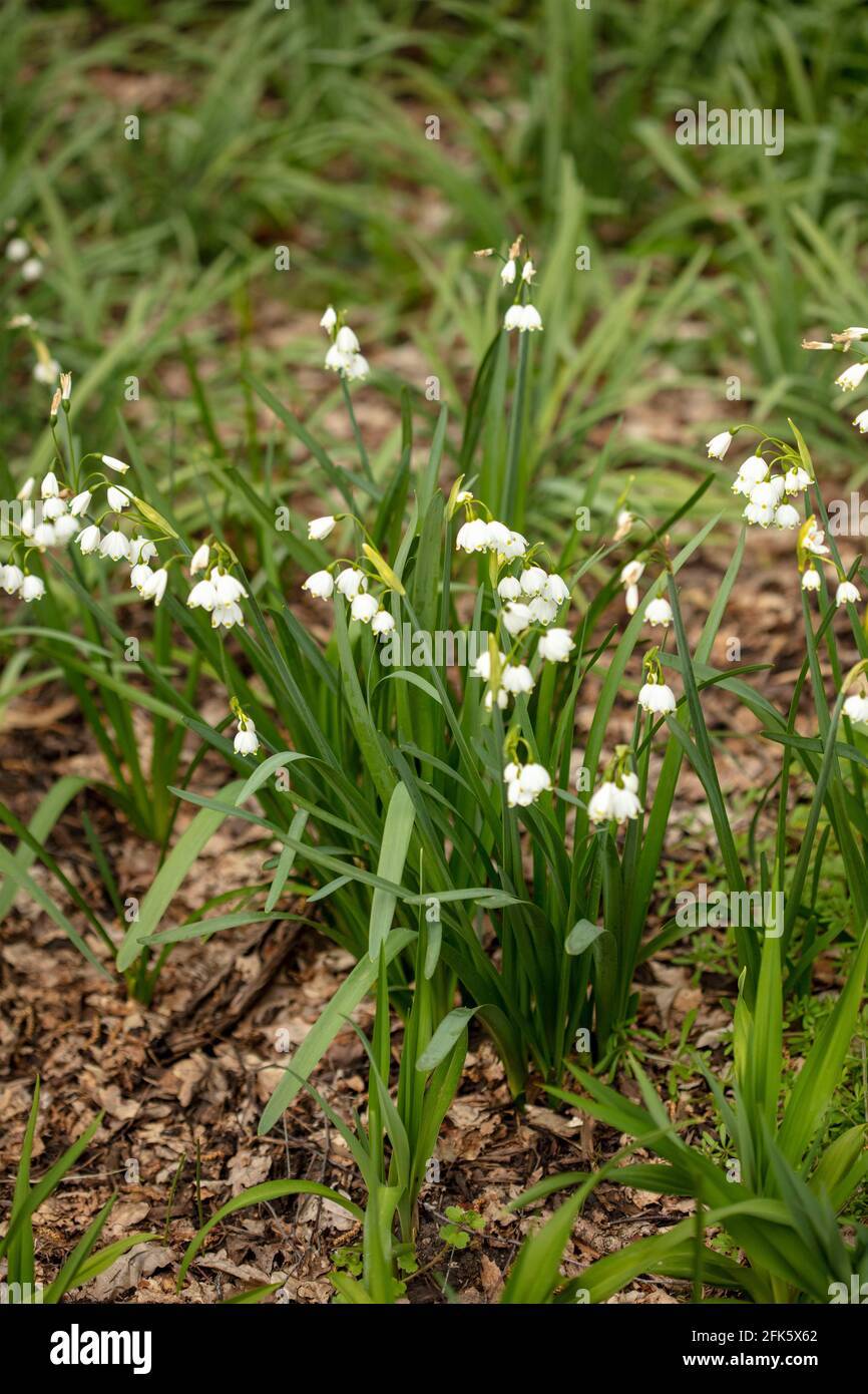 Leucojum Aestivum – Gravetye Giant, summer snowflake 'Gravetye Giant ...