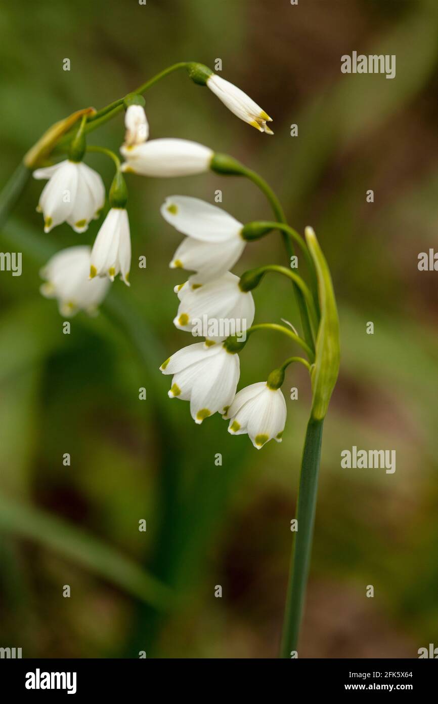 Leucojum Aestivum – Gravetye Giant, summer snowflake 'Gravetye Giant ...