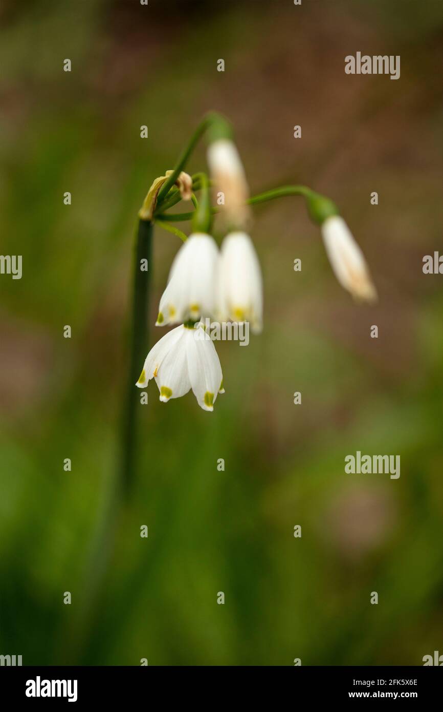 Leucojum Aestivum – Gravetye Giant, summer snowflake 'Gravetye Giant ...