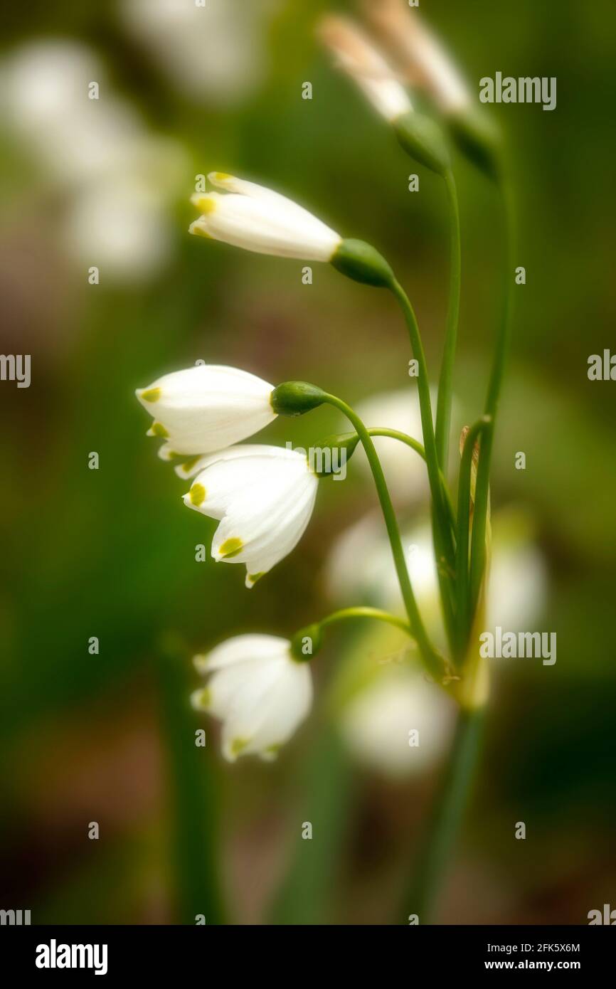 Leucojum Aestivum – Gravetye Giant, summer snowflake 'Gravetye Giant ...