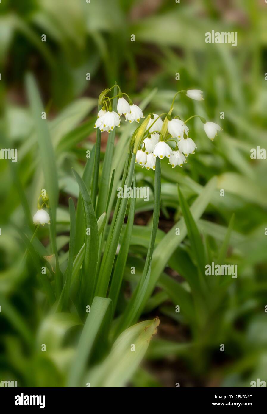 Leucojum Aestivum – Gravetye Giant, summer snowflake 'Gravetye Giant ...