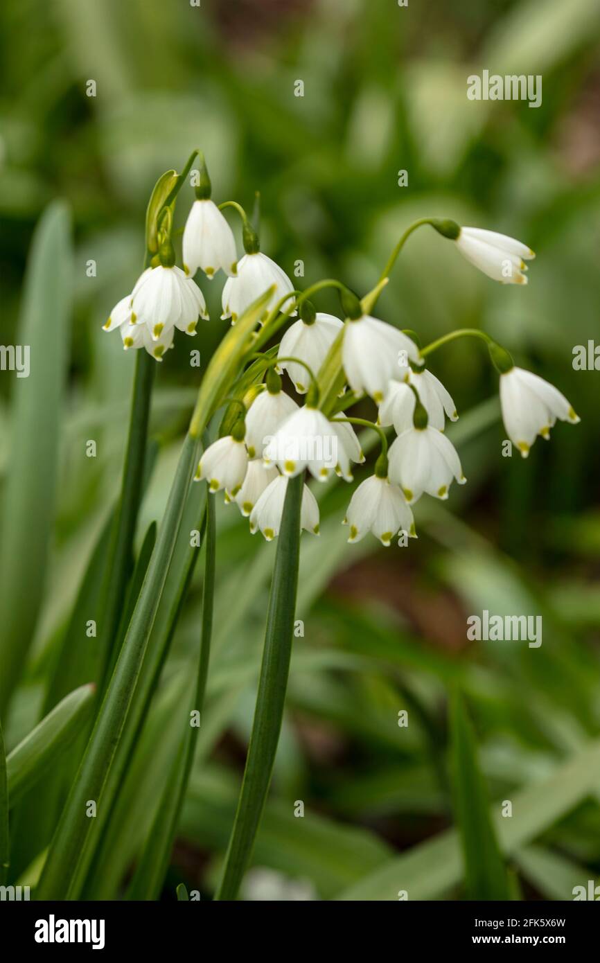 Leucojum Aestivum – Gravetye Giant, summer snowflake 'Gravetye Giant ...