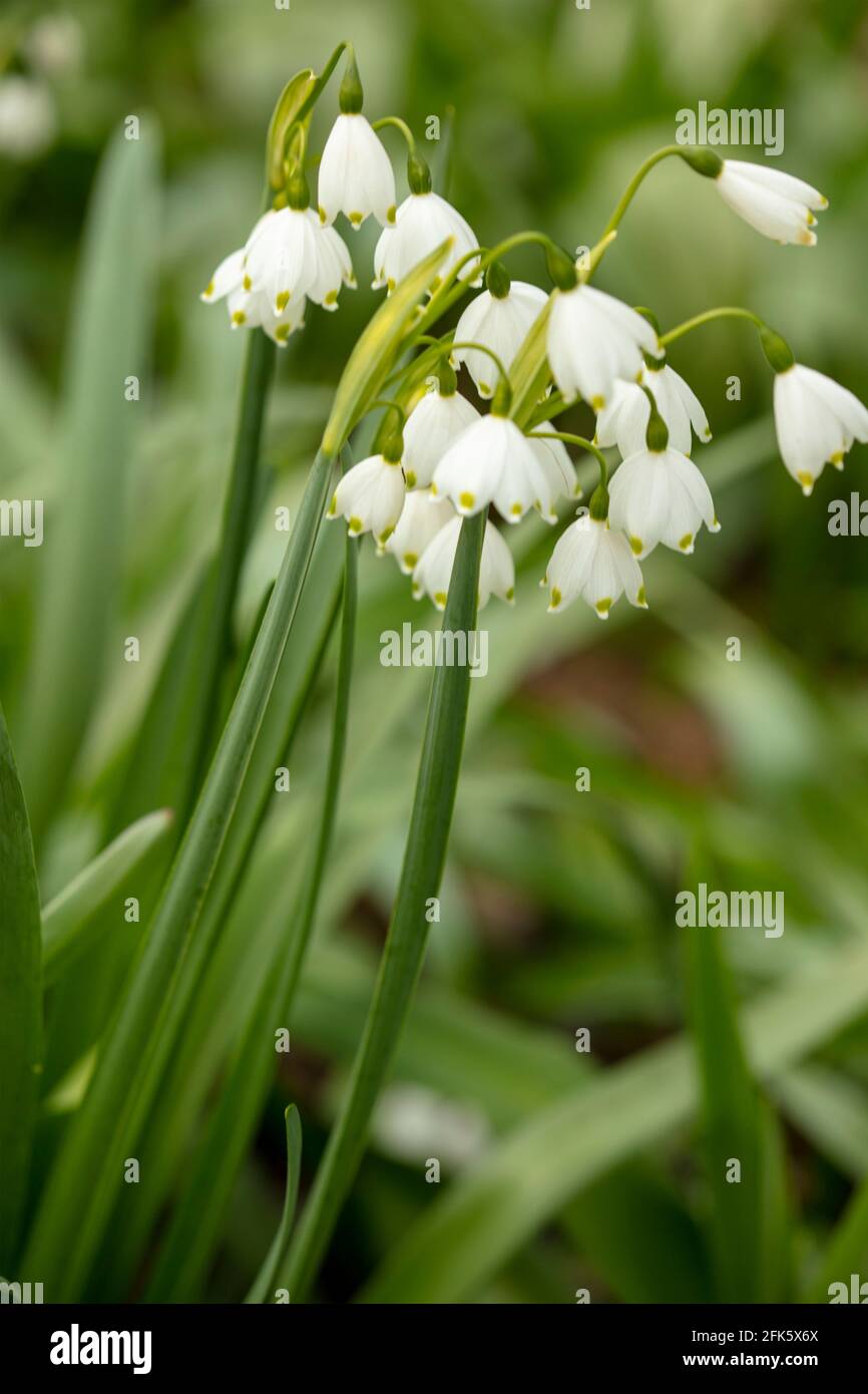 Leucojum Aestivum – Gravetye Giant, summer snowflake 'Gravetye Giant ...
