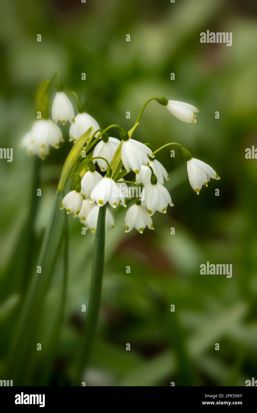 Leucojum Aestivum – Gravetye Giant, summer snowflake 'Gravetye Giant ...