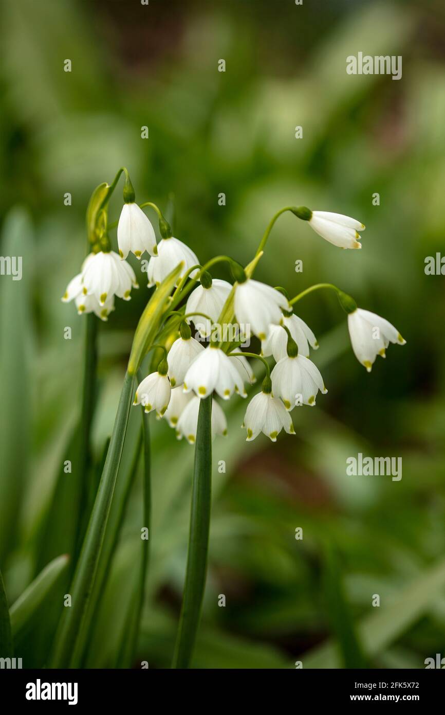 Leucojum Aestivum – Gravetye Giant, summer snowflake 'Gravetye Giant ...