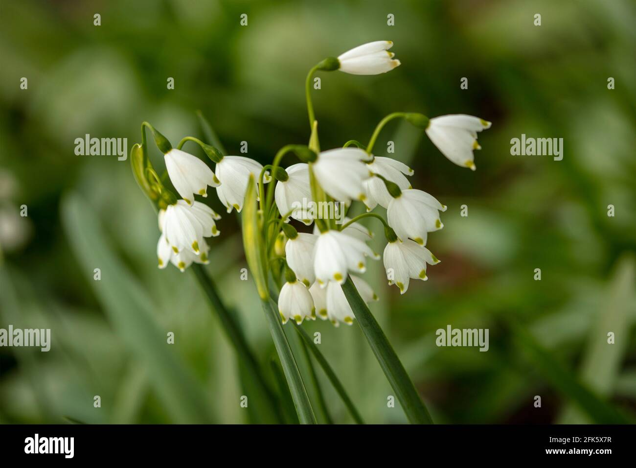 Leucojum Aestivum – Gravetye Giant, summer snowflake 'Gravetye Giant ...