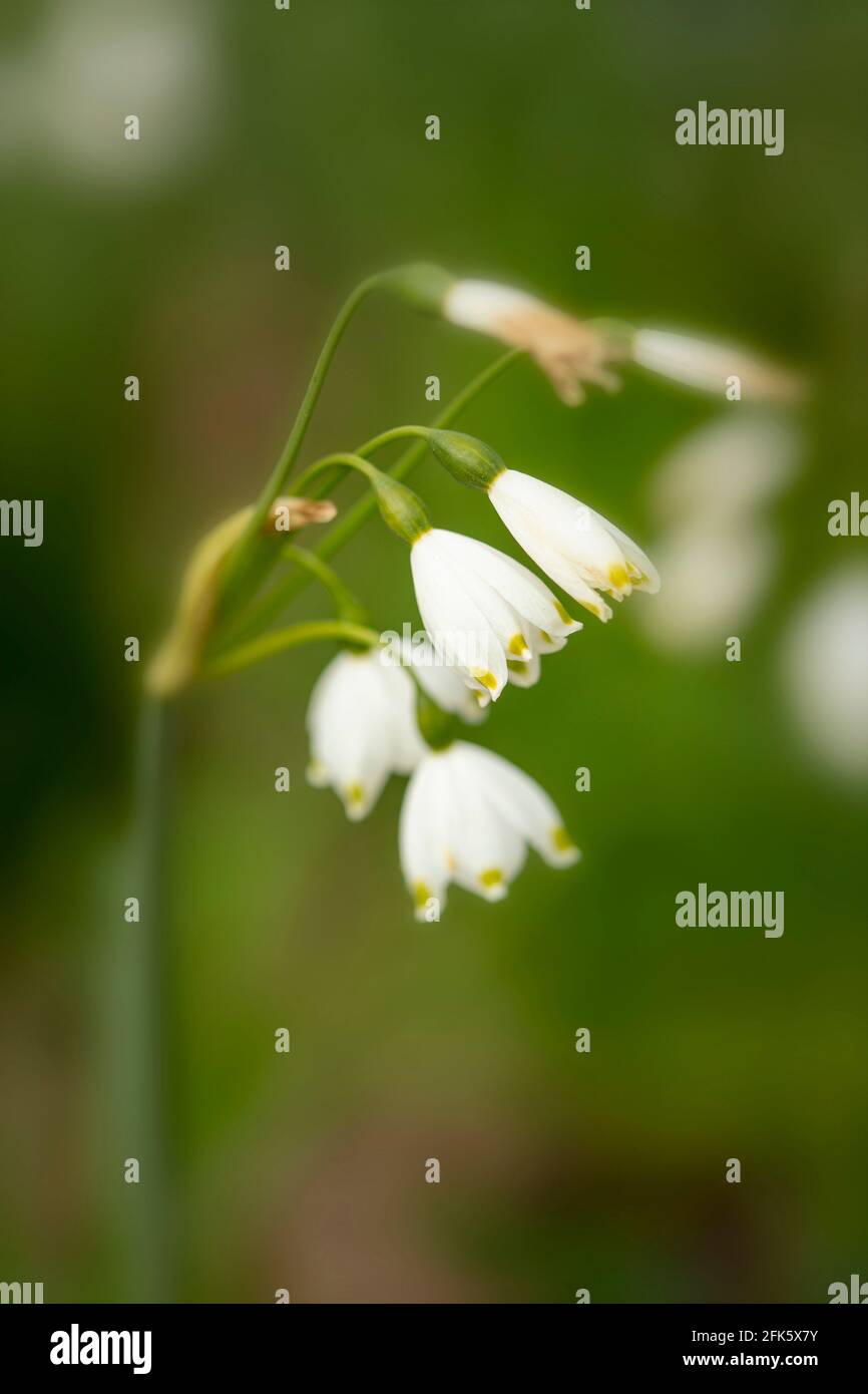 Leucojum Aestivum – Gravetye Giant, summer snowflake 'Gravetye Giant ...