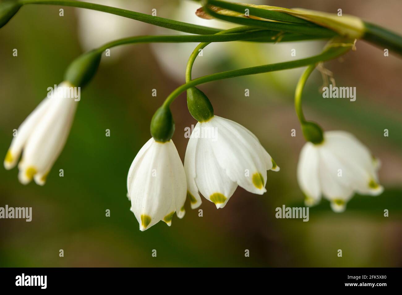 Leucojum Aestivum – Gravetye Giant, summer snowflake 'Gravetye Giant ...