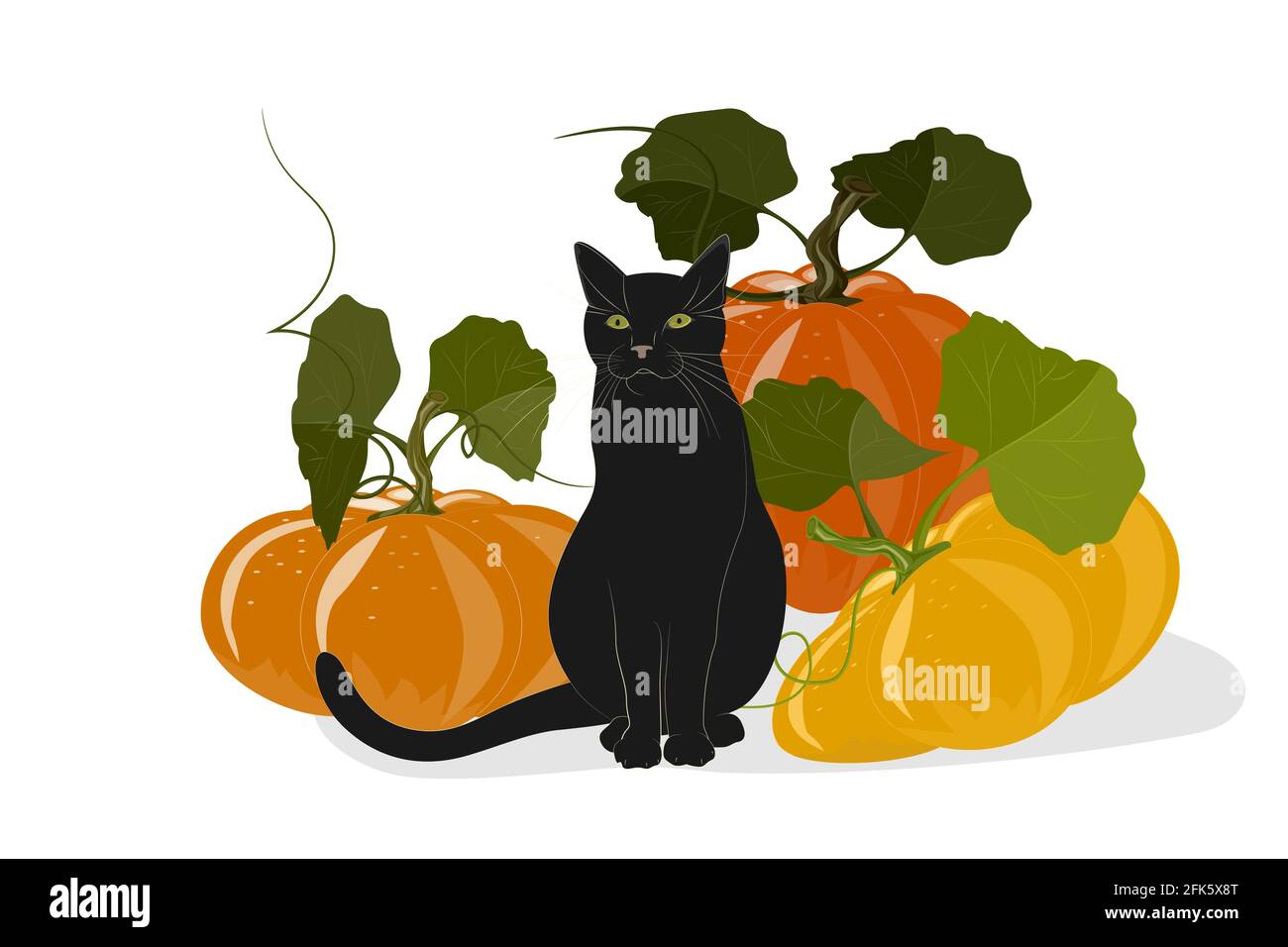 A black young cat sits next to large pumpkins. Autumn illustration with ...