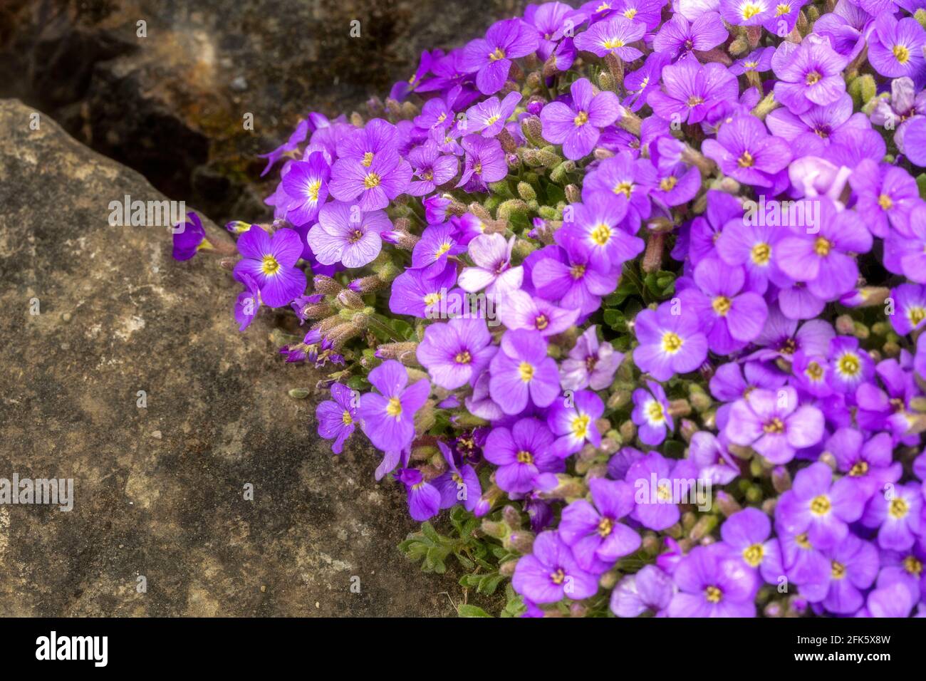 Mound of Aubrieta gracilis 'Kitte Blue', aubrieta 'Kitte Blue ...