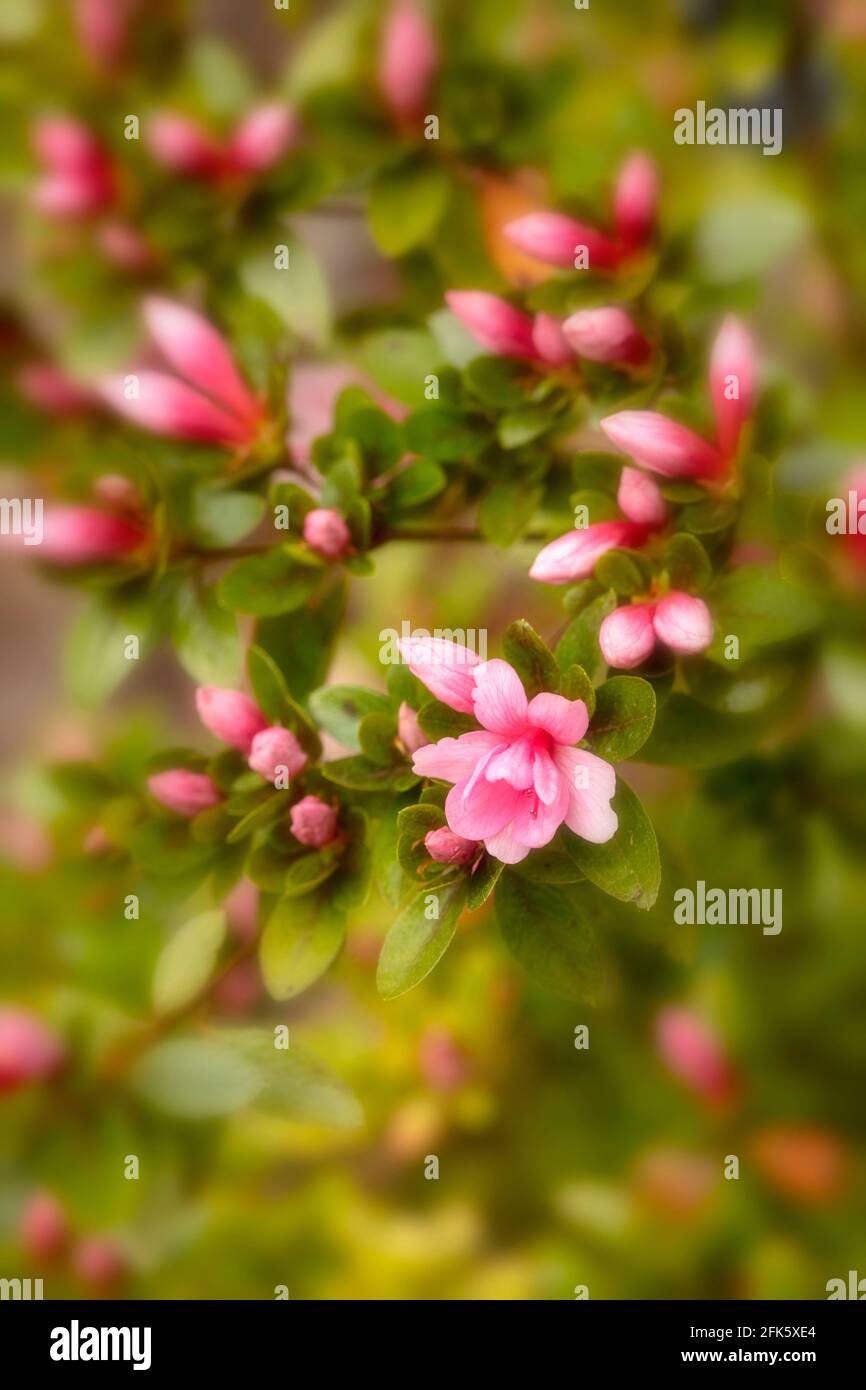 Rhododendron Jalisco Group, family Ericaceae, natural plant portrait in ...