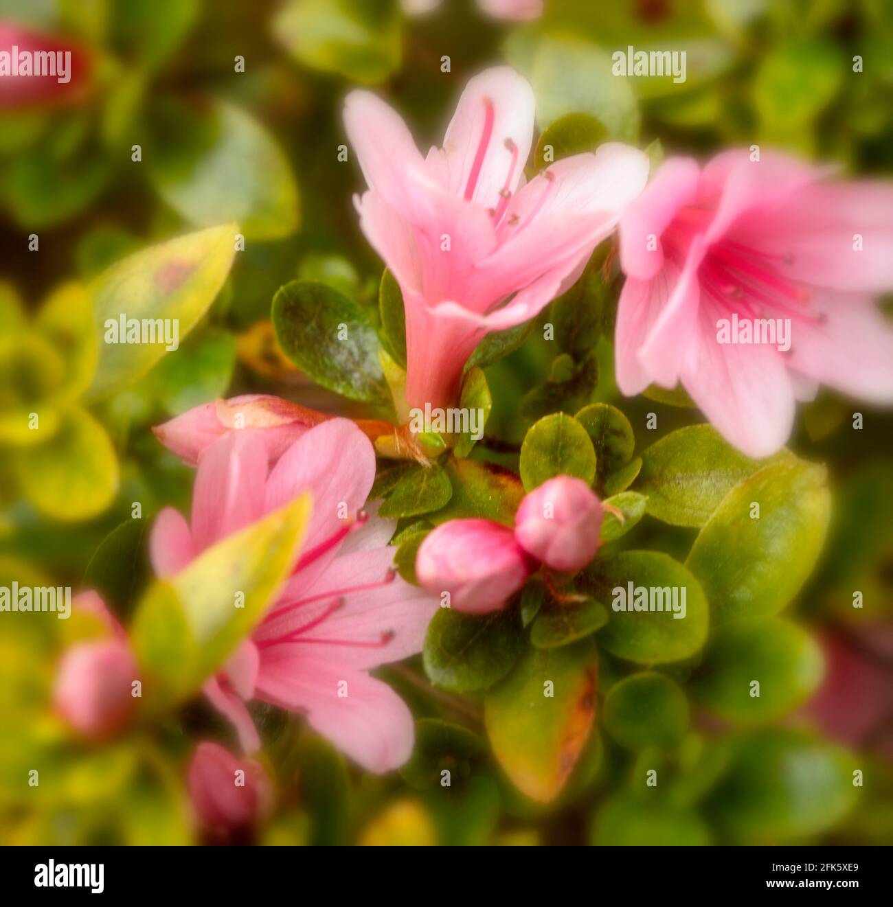Rhododendron Jalisco Group, family Ericaceae, natural plant portrait in ...