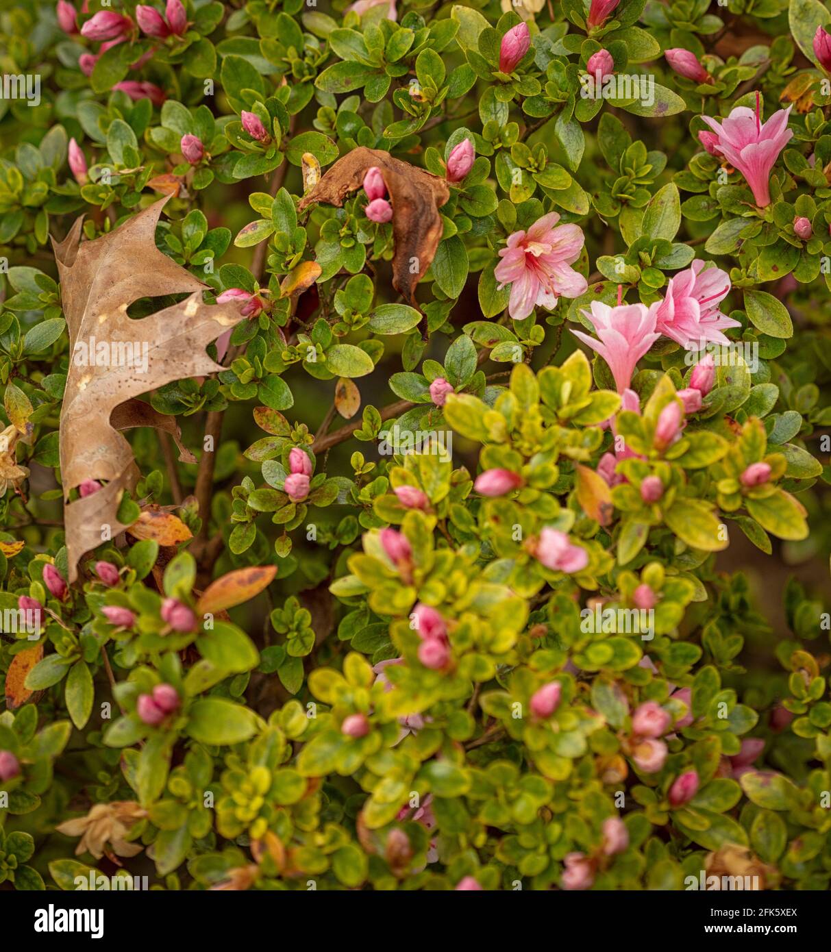 Rhododendron Jalisco Group, family Ericaceae, natural plant portrait in ...