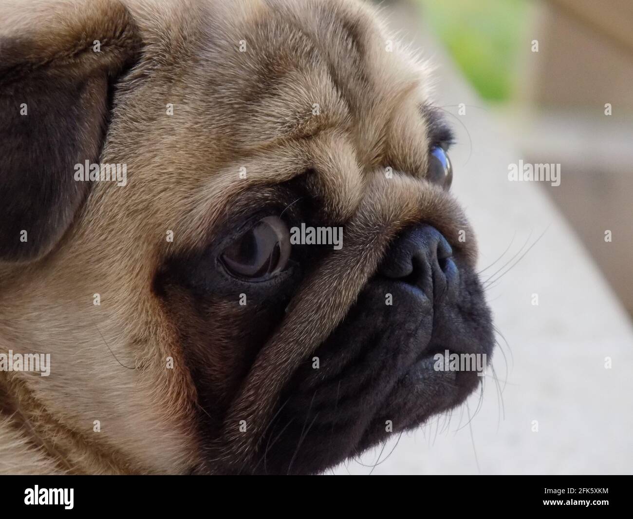 Headshot of a male pug Stock Photo - Alamy