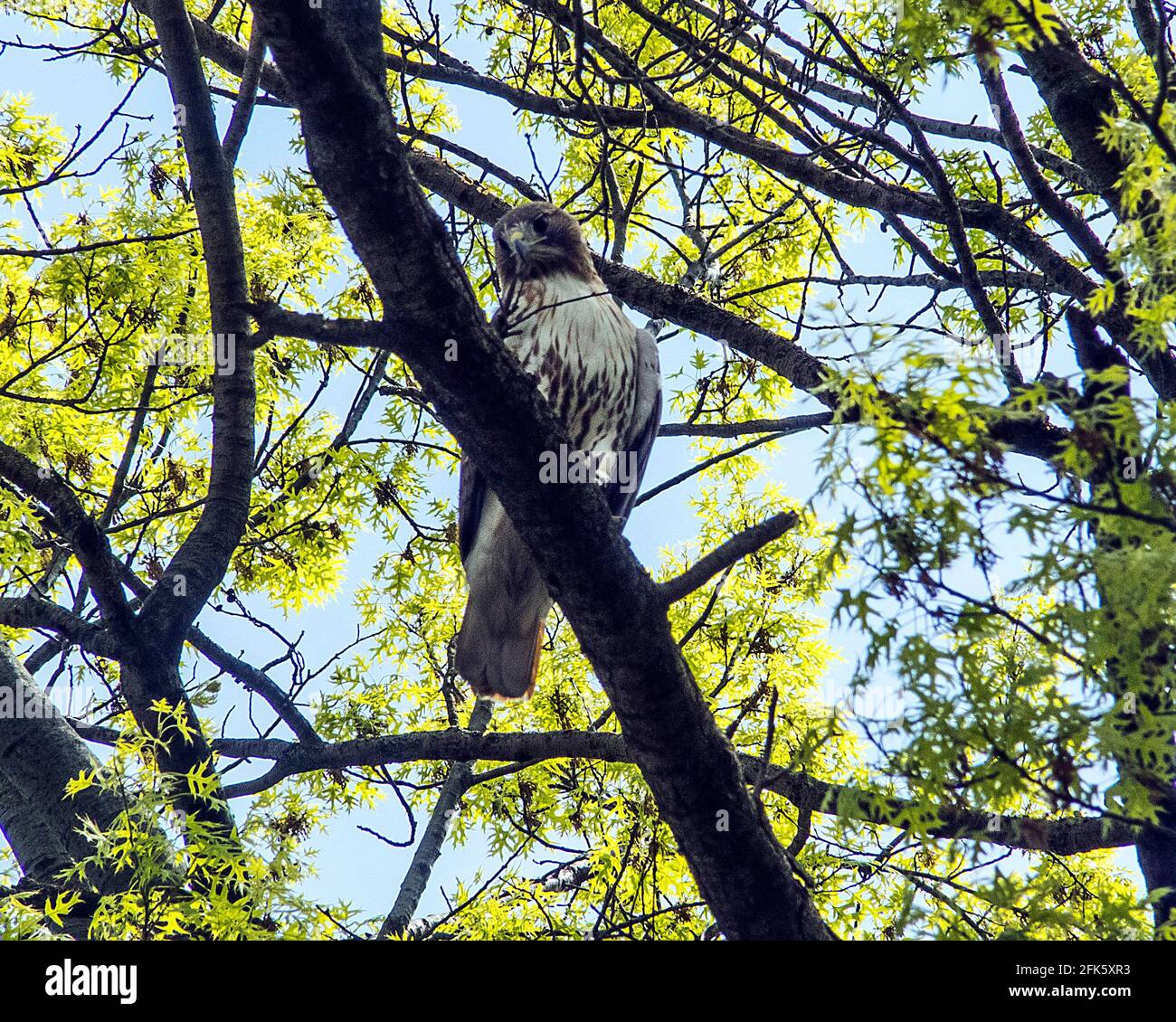 New York, New York, USA. 28th Apr, 2021. A Red Tailed Hawk sits high ...