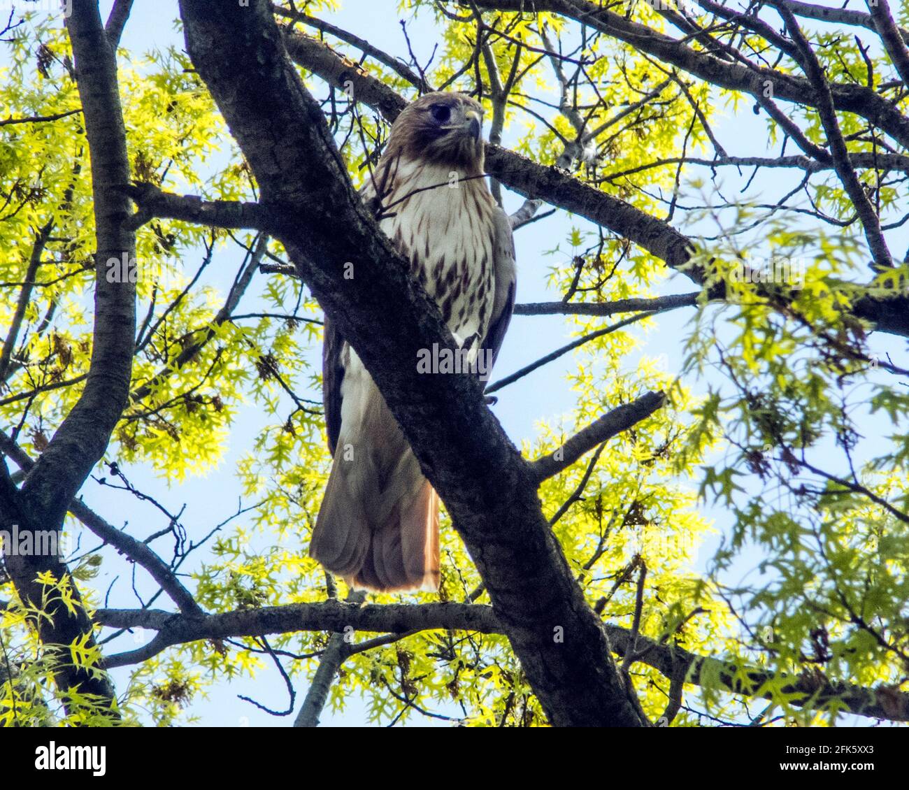 New York, New York, USA. 28th Apr, 2021. A Red Tailed Hawk sits high ...