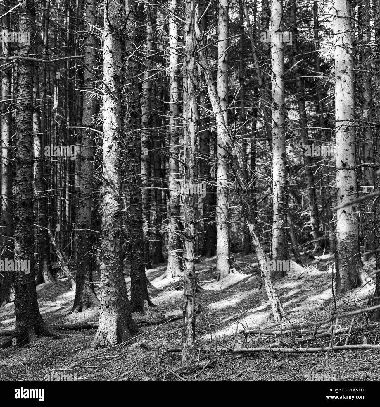 Stape Black and White Stock Photos & Images - Alamy