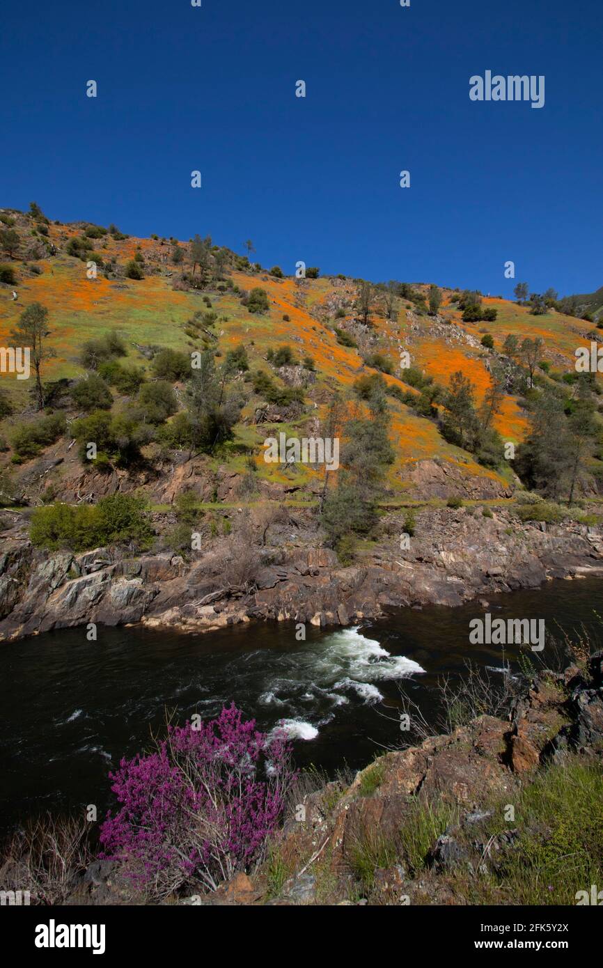 Merced River Canyon, scenic Yosemite NP Highway 140 access, wildflower ...