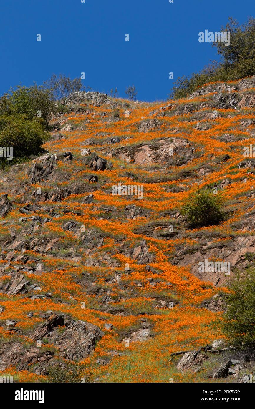 California Poppy Patterns, Eschscholzia californica, Merced River ...