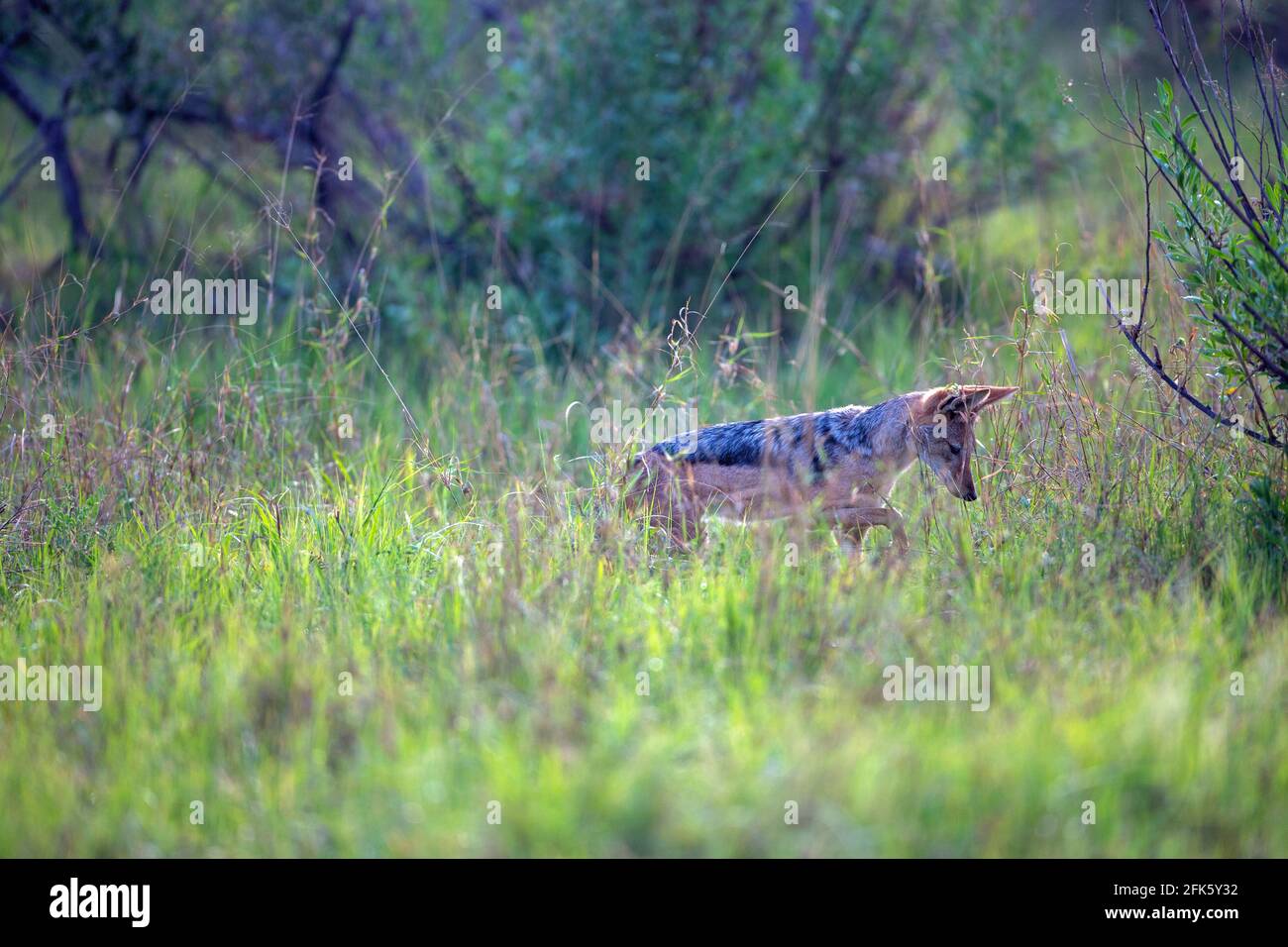 Black-backed Jackal (Canis mesomelas). Profile. Side view. Posture ...