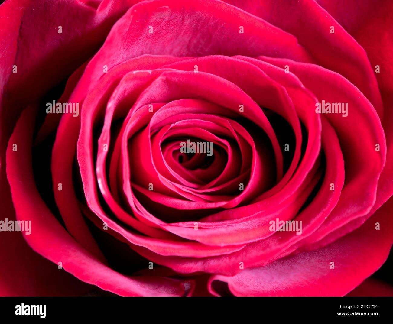 Close up of a single red rose isolated on a black background using ...
