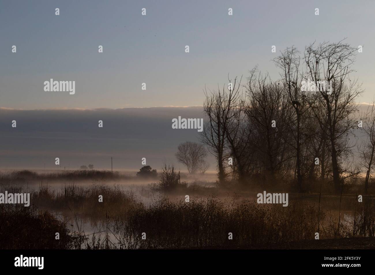 Foggy Wooded Wetland at Dawn, Merced National Wildlife Refuge ...
