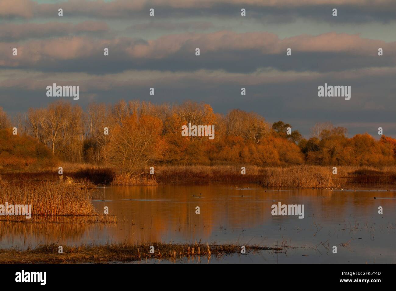 Freshwater riparian wetland, fall colors, San Luis National Wildlife ...