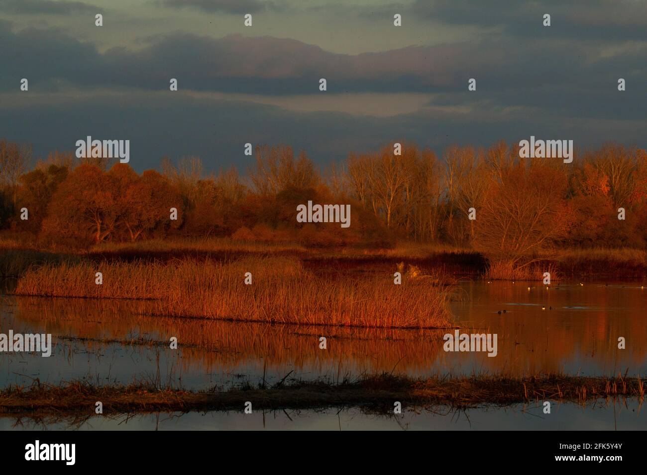 Wetland backgrounds hi-res stock photography and images - Alamy